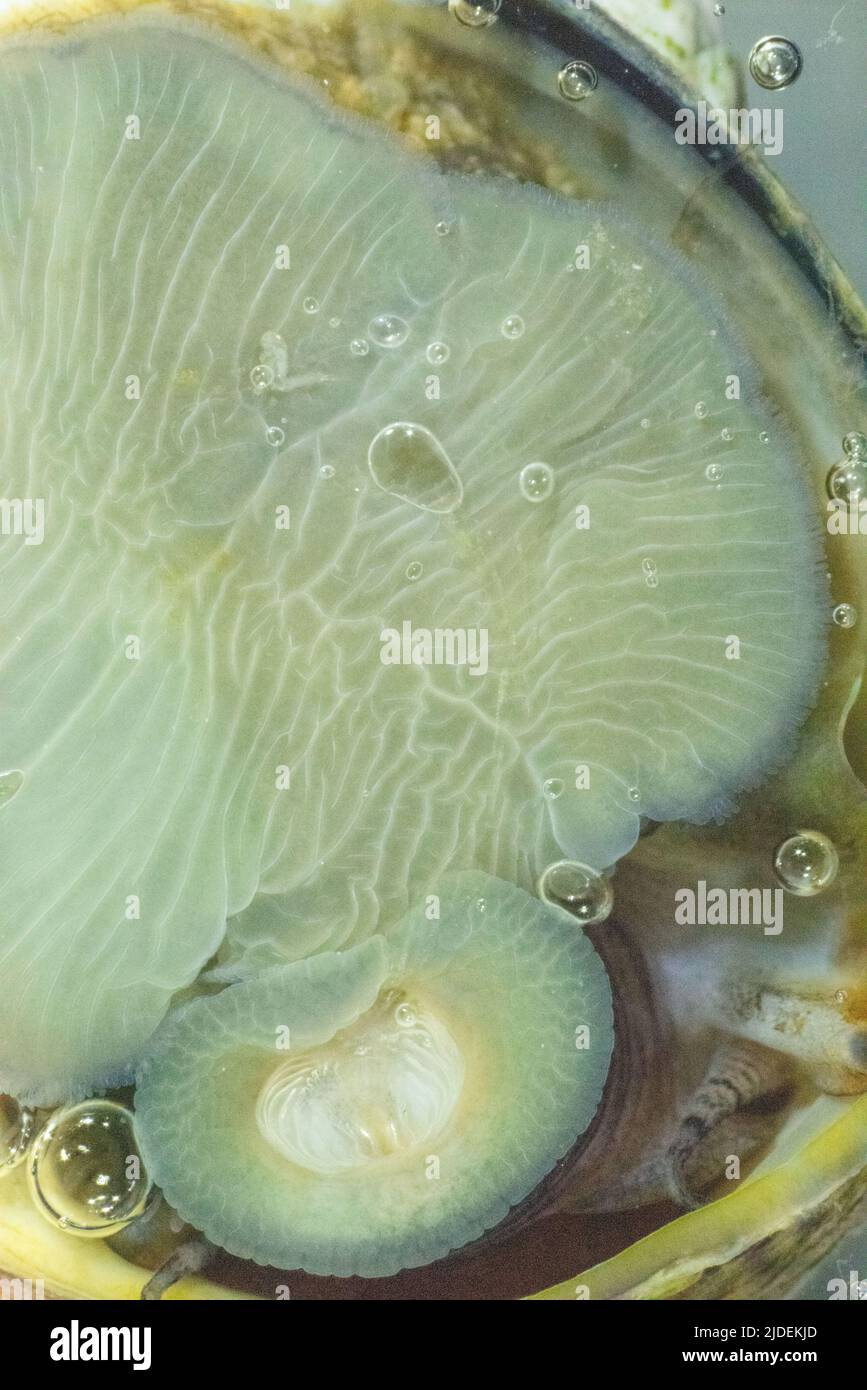 View of limpet foot and radula Stock Photo - Alamy
