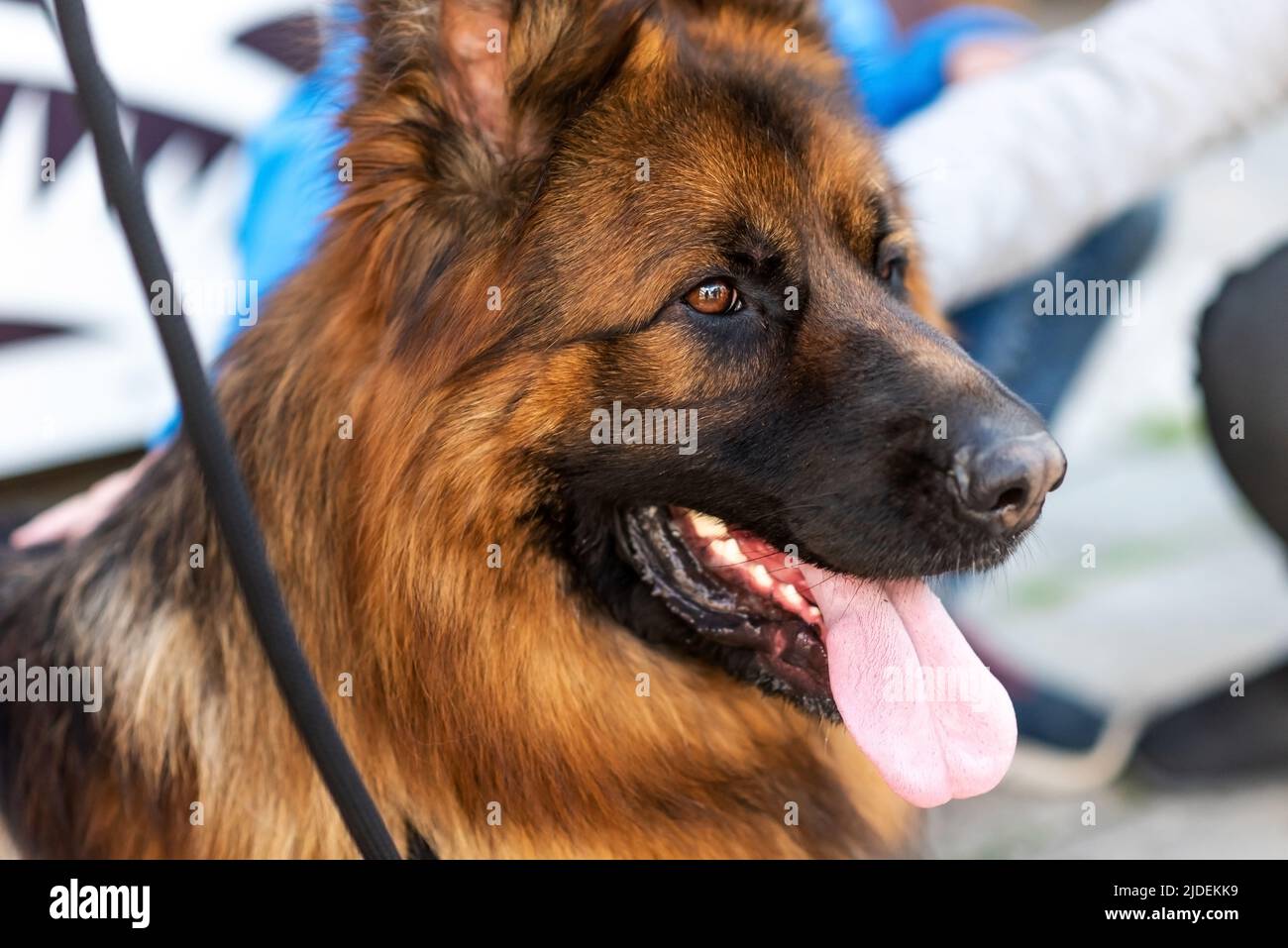 German shepherd close up hi-res stock photography and images - Alamy