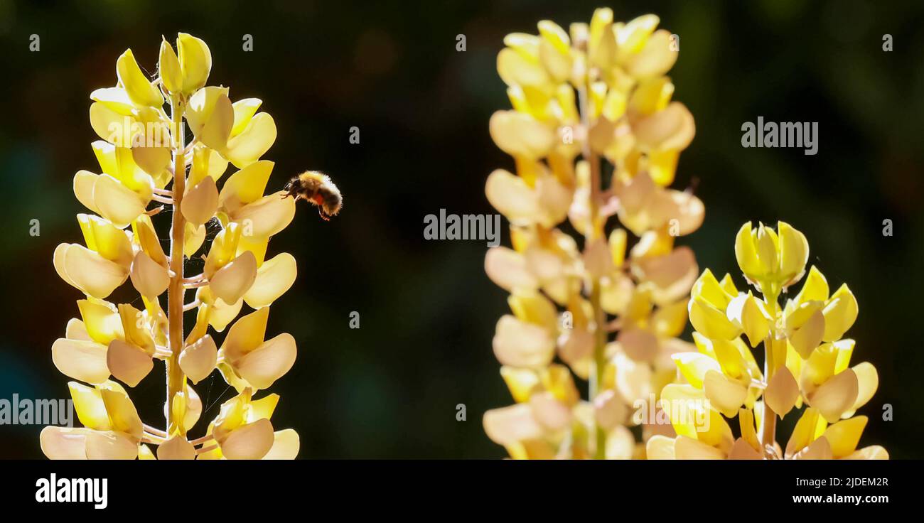 Hot weather insects hi-res stock photography and images - Alamy