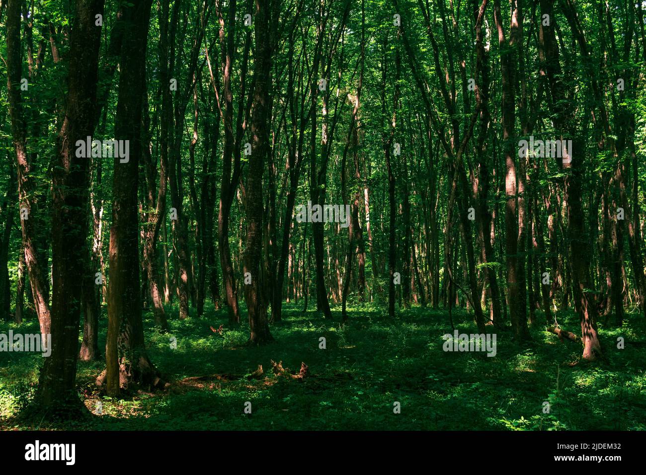 landscape in a shady forest thicket with dense undergrowth Stock Photo ...