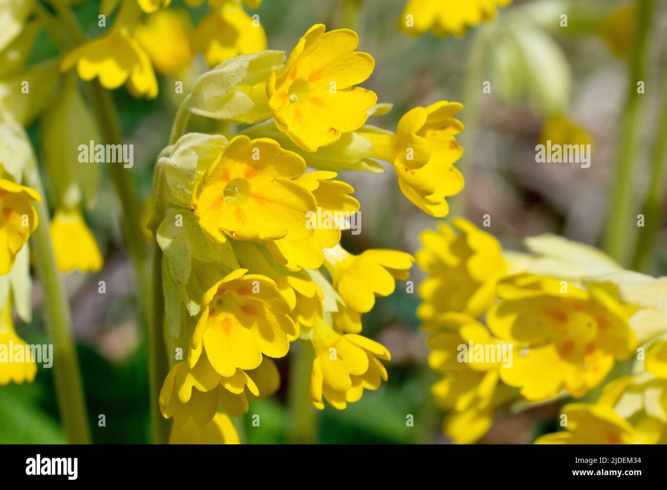 Cowslip (primula veris), close up focusing on the head of a single ...