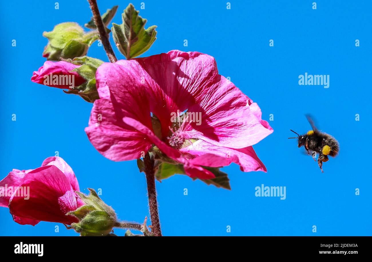 Hot weather insects hi-res stock photography and images - Alamy
