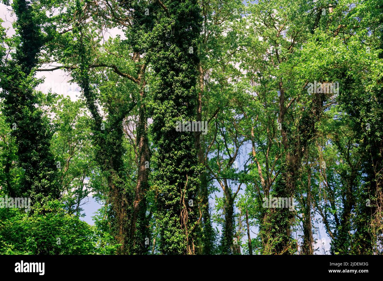 crowns and trunks of tall trees in a dense broadleaf forest Stock Photo ...