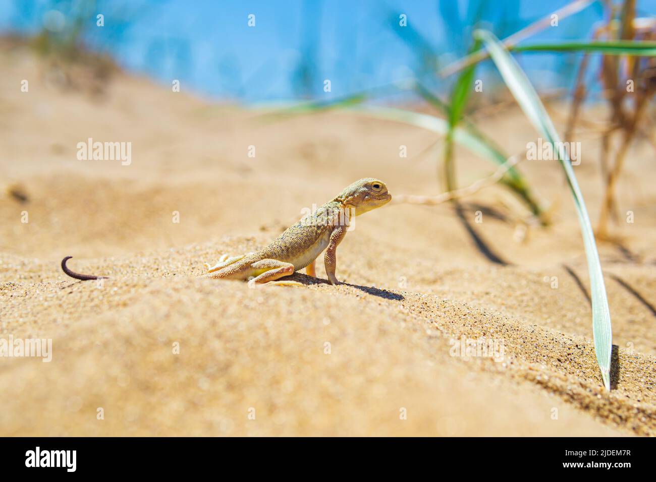 lizard toad-headed agama among the dry grass in the dunes Stock Photo ...