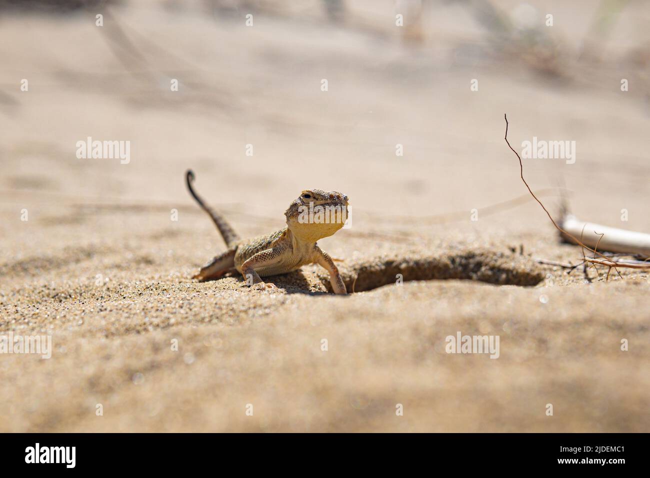 portrait of desert lizard secret toadhead agama near its burrow Stock ...