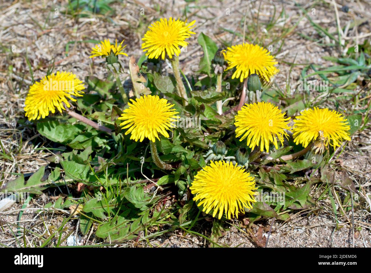 Dandelions (taraxacum officinalis), close up of a cluster of the common ...
