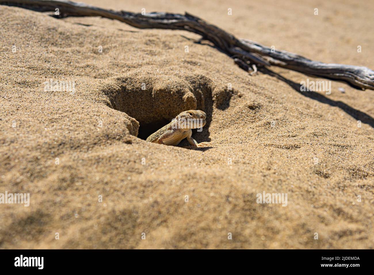 portrait of desert lizard toad-headed agama Phrynocephalus mystaceus in ...