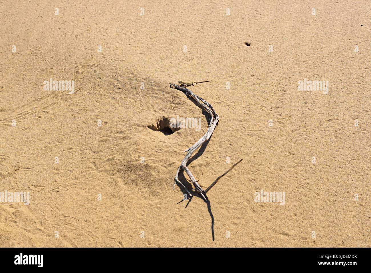 Desert lizard shelter hi-res stock photography and images - Alamy