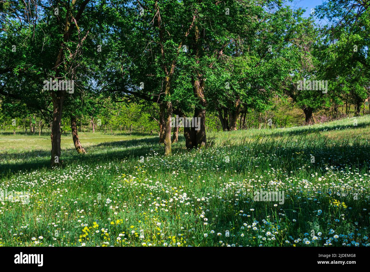 Open woodland glade hi-res stock photography and images - Alamy