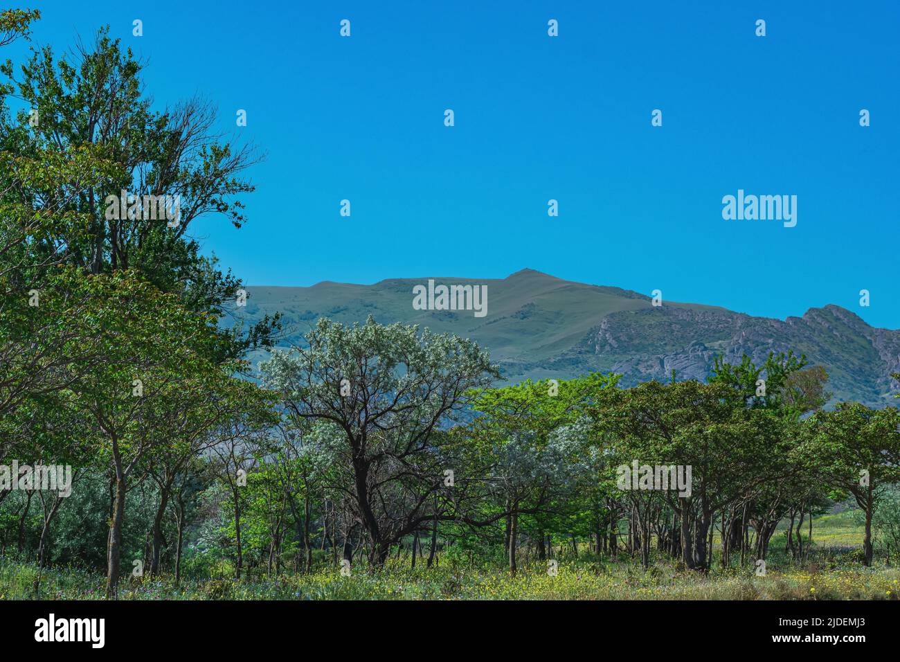 spring open woodlands in the foothills of the Caucasus Mountains in ...