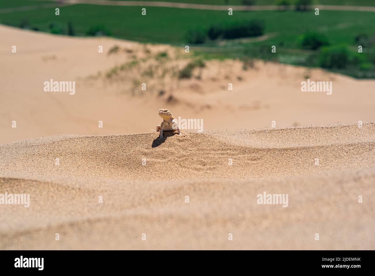 desert lizard Phrynocephalus mystaceus (secret toadhead agama) on the ...