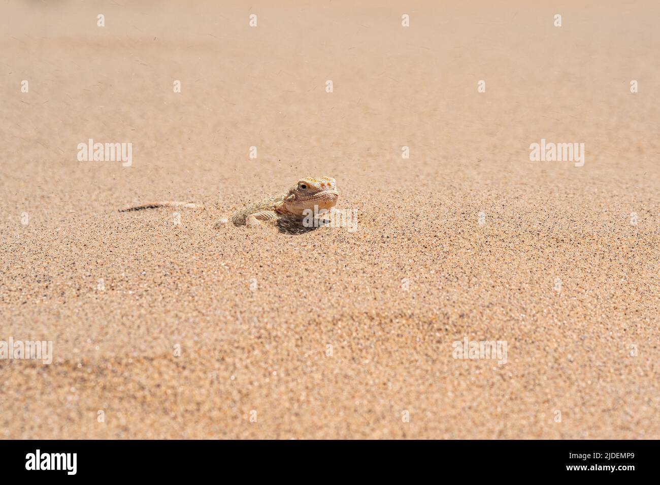toadhead agama lizard quickly dug into the sand vibrating with its ...