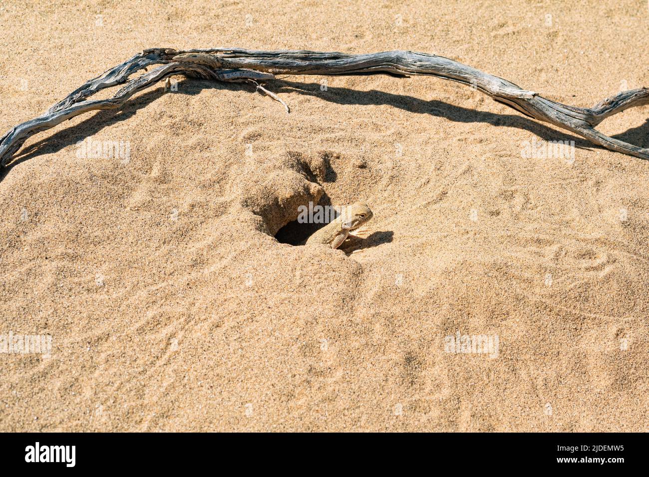 Desert lizard shelter hi-res stock photography and images - Alamy
