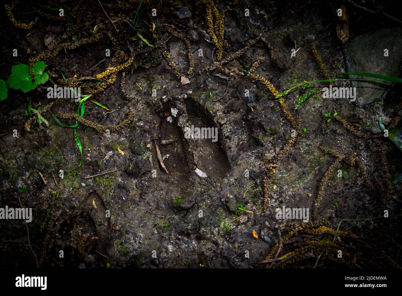 Deer Footprint In Mud Stock Photo - Alamy