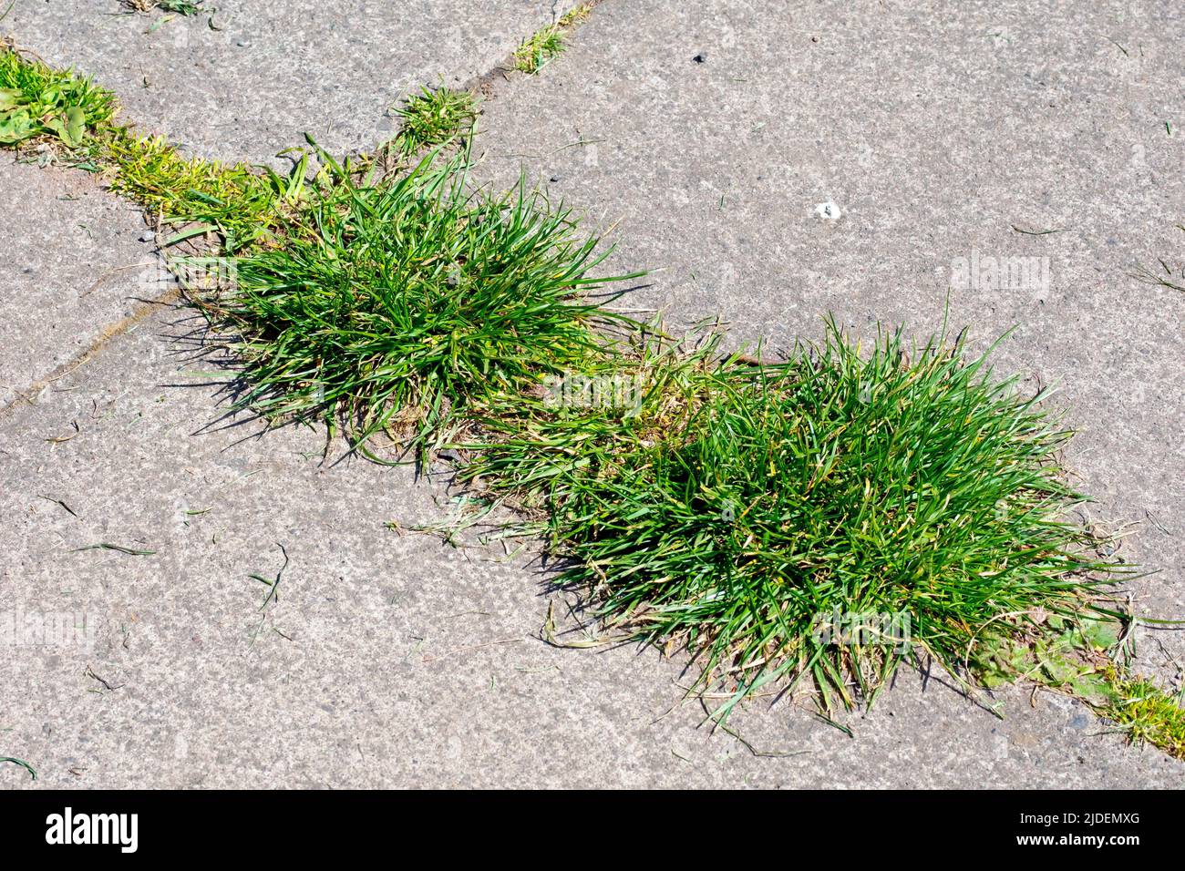 A footpath of concrete paving slabs showing signs of a lack of ...