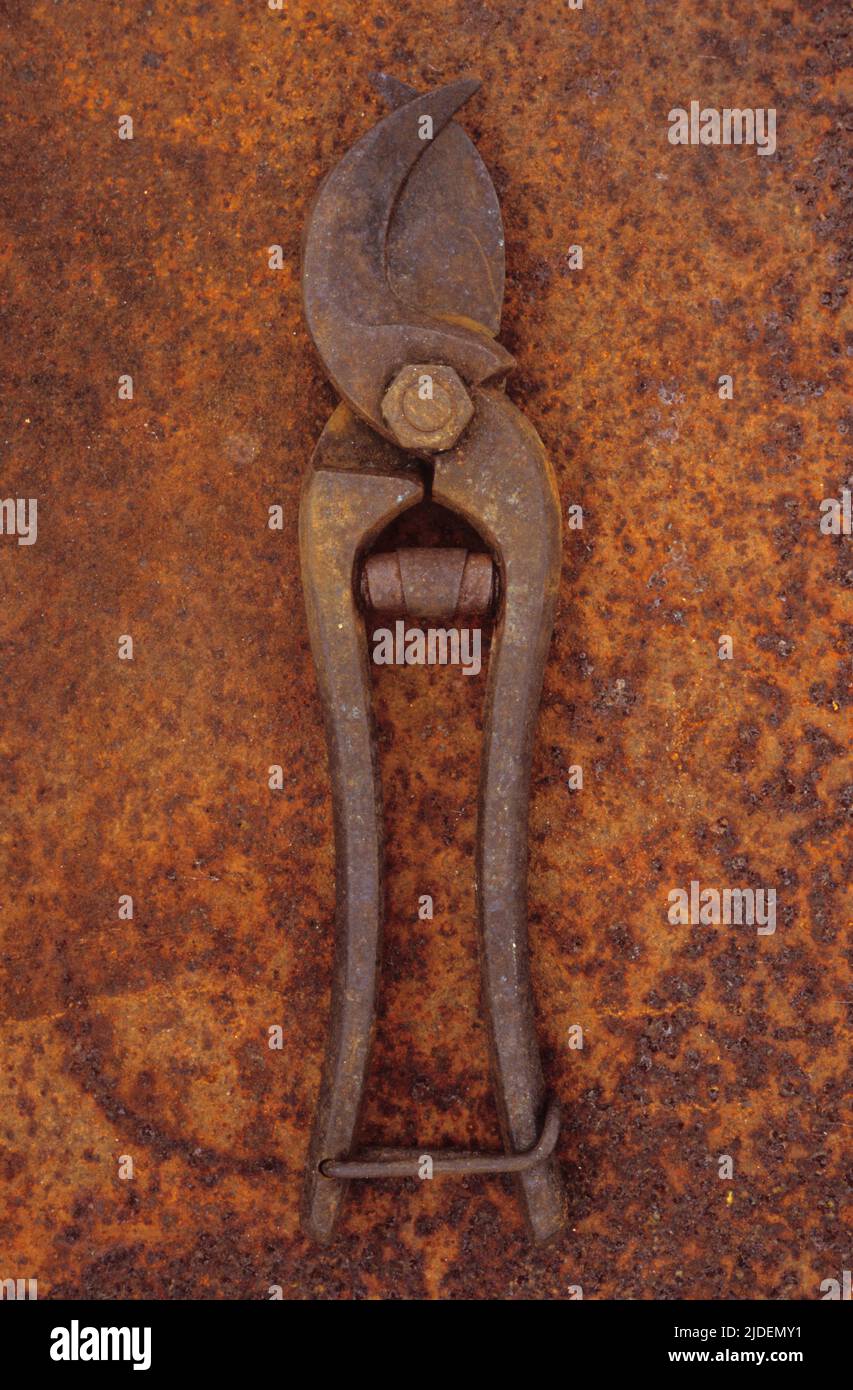 Old vintage secateurs hi-res stock photography and images - Alamy