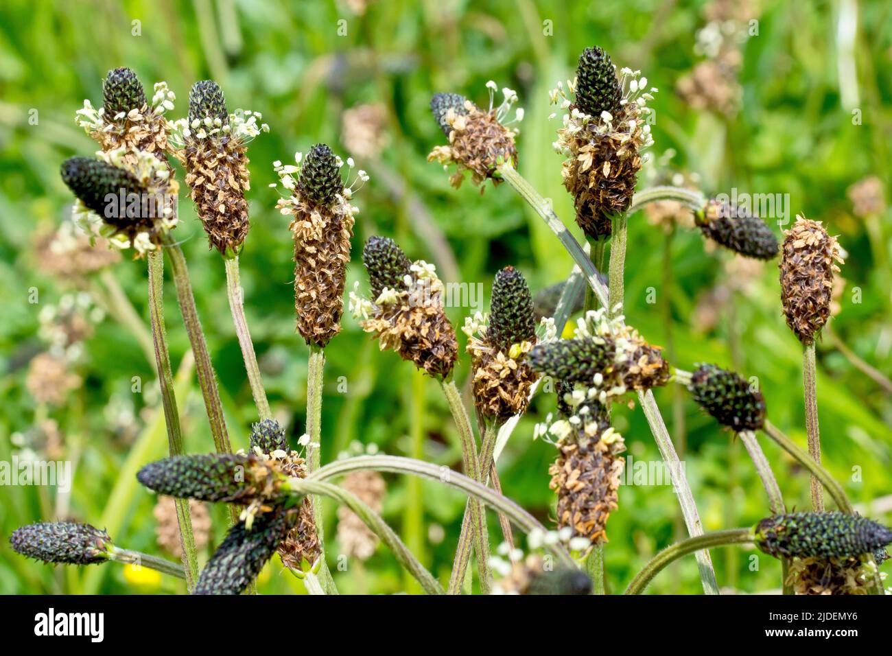 Ribwort Plantain or Ribgrass (plantago lanceolata), close up of a ...