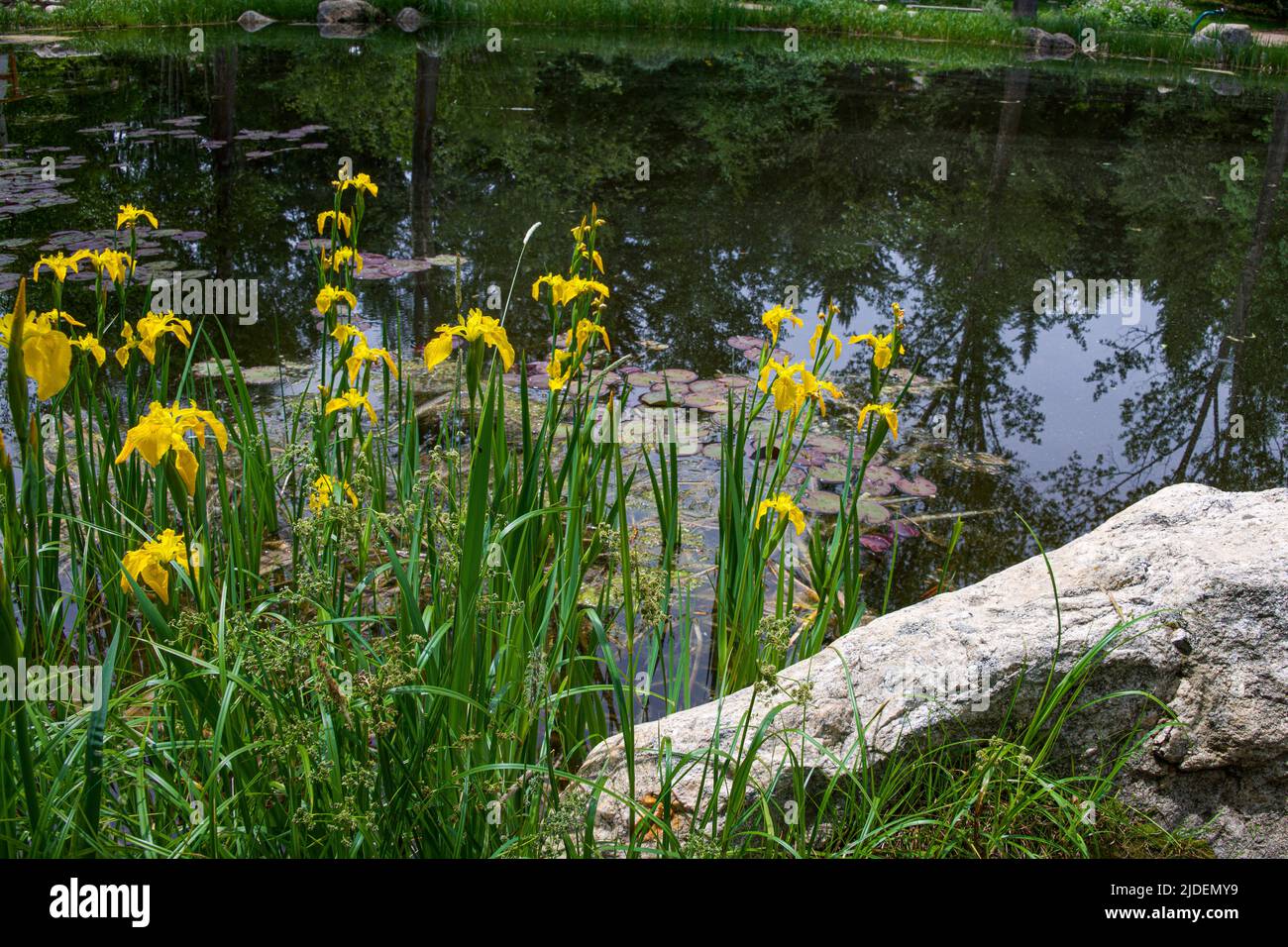 Red yellow lily pads hi-res stock photography and images - Alamy
