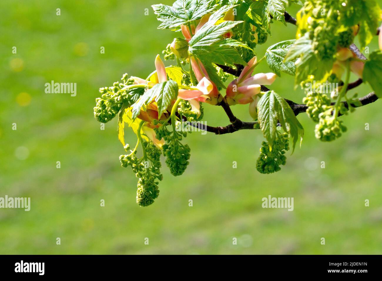 Sycamore (acer pseudoplatanus), close up of a low hanging branch ...