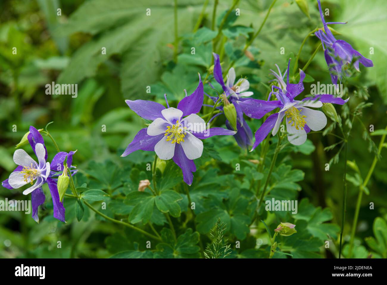 The Colorado state flower, the Columbine blooms in Steamboat Springs ...