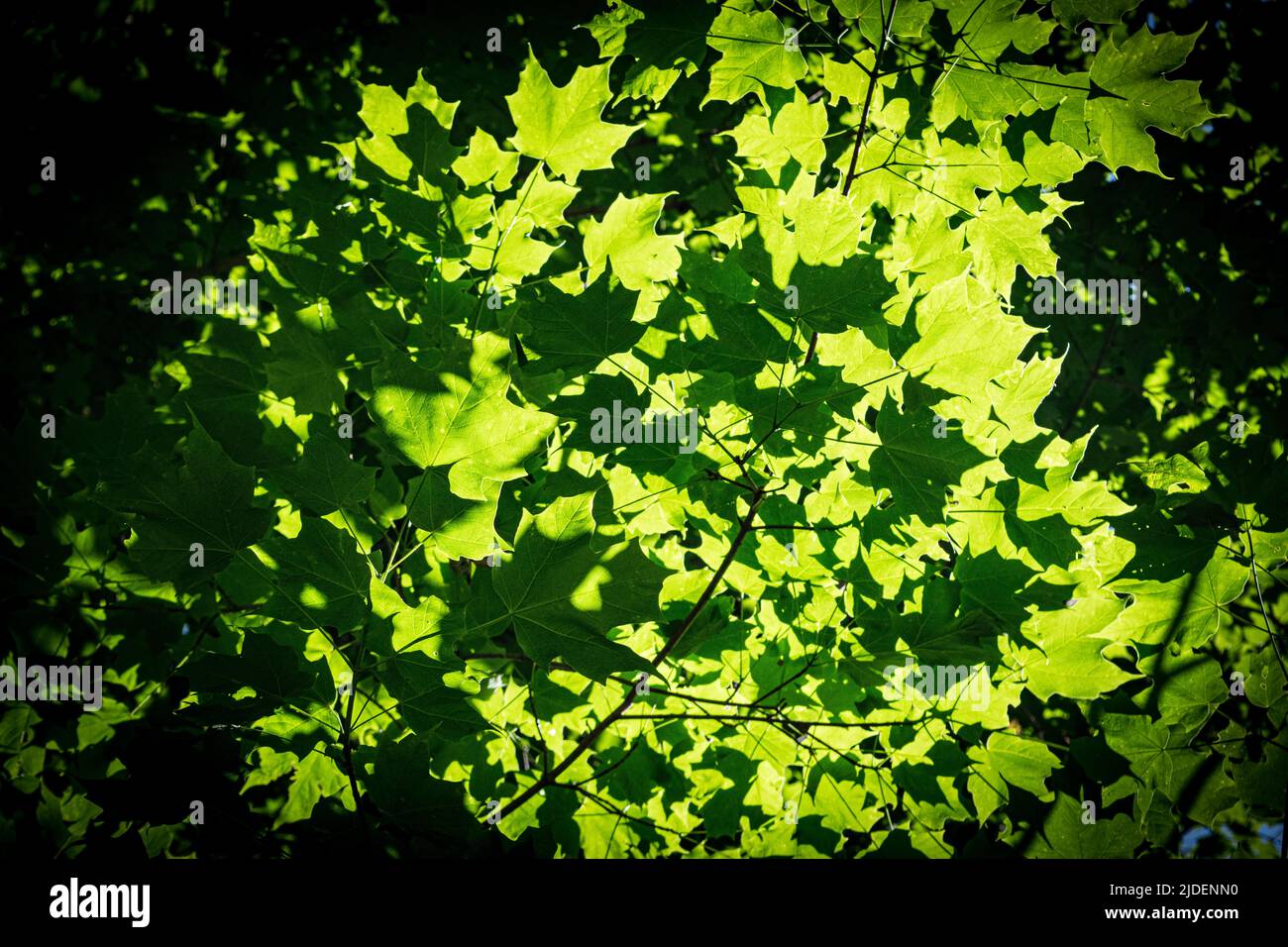 Maple Leaves, Light with Shadows Stock Photo - Alamy