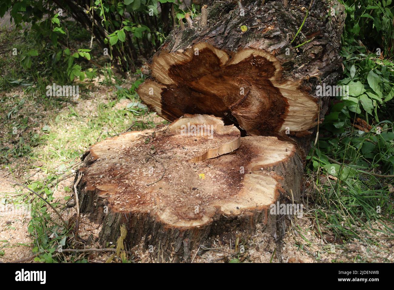 Cutting down tree and fresh cut down stump in the city. A tree cut into ...