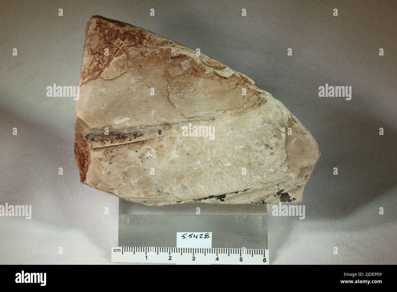 Phosphorite hi-res stock photography and images - Alamy