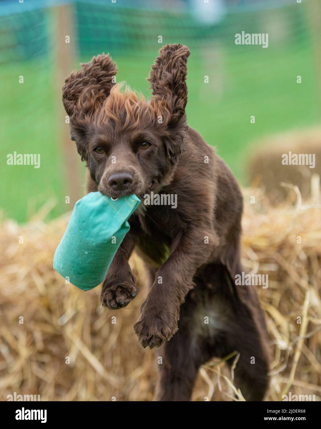 working cocker spaniel leaping with a training dummy Stock Photo - Alamy