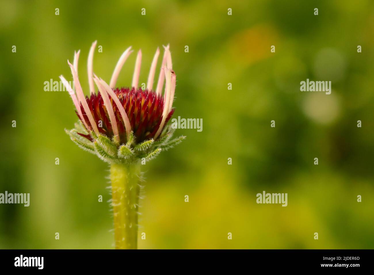 Coneflower bud hi-res stock photography and images - Alamy