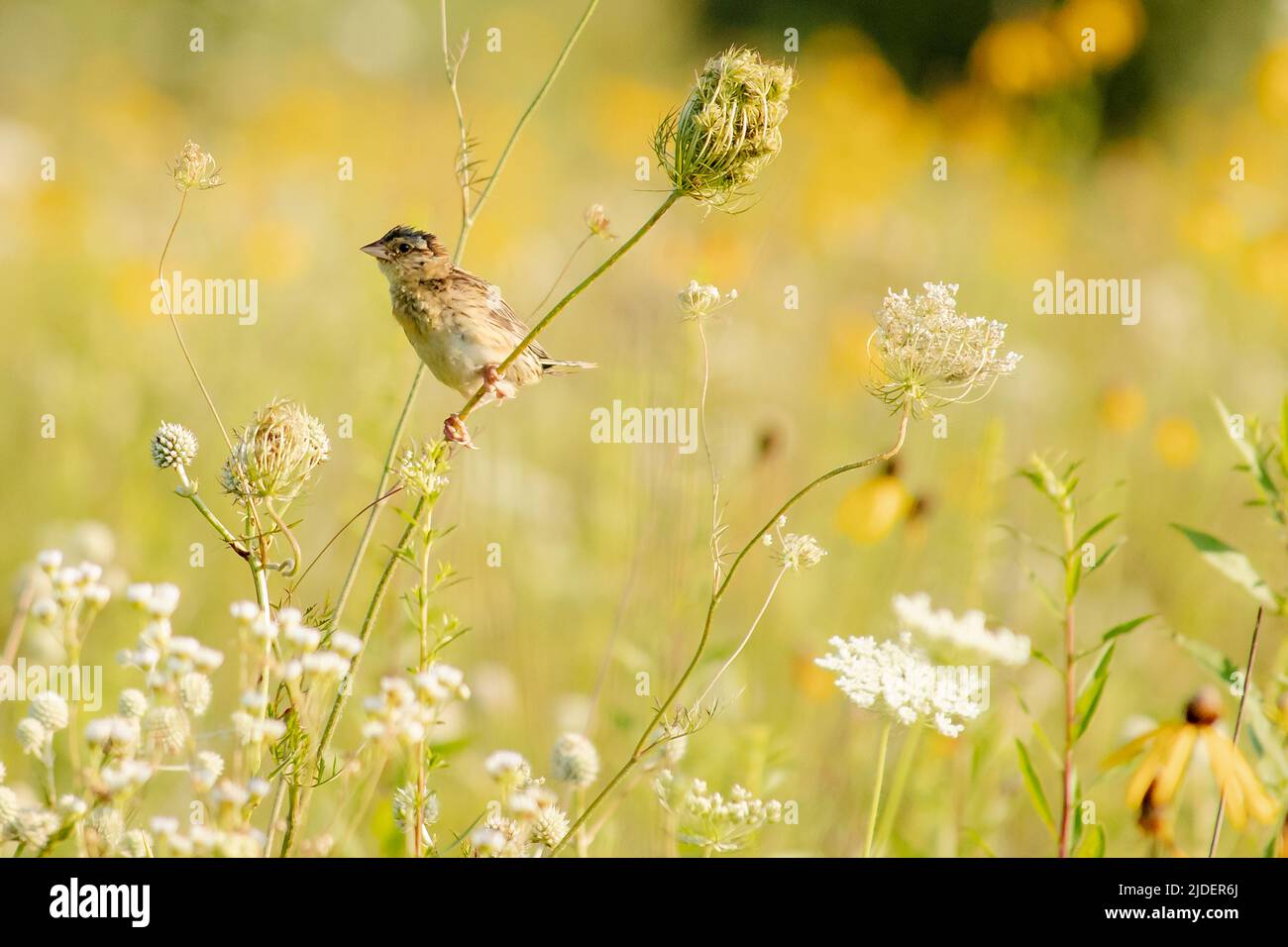 Bird on a Flower Stem Stock Photo - Alamy