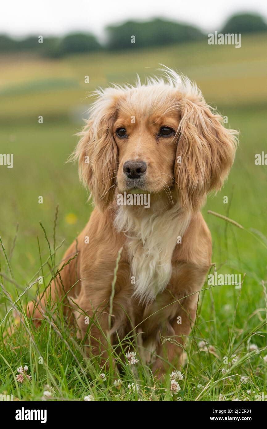 working cocker spaniel Stock Photo - Alamy