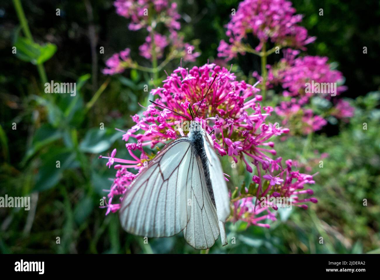 Tuscany, Italy: The mountain village of Sillico Stock Photo - Alamy