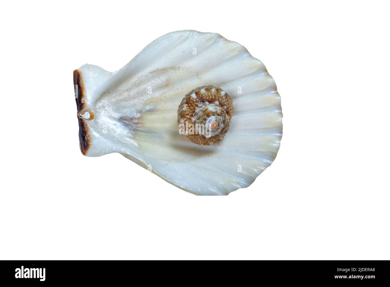 Beautiful seashell on a white isolated background Stock Photo - Alamy