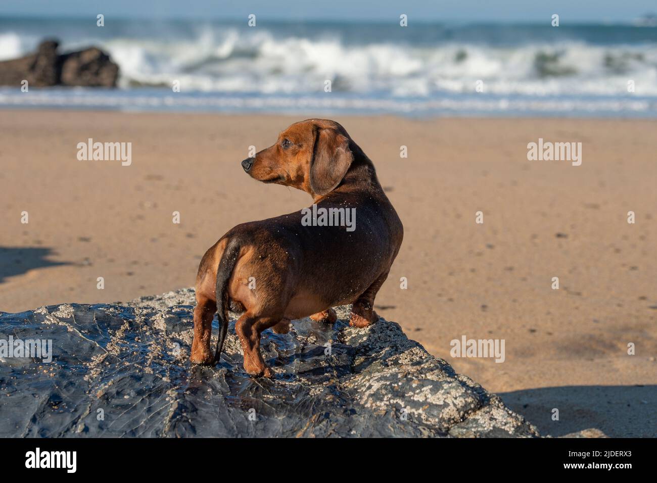 dachshund on the beach Stock Photo - Alamy