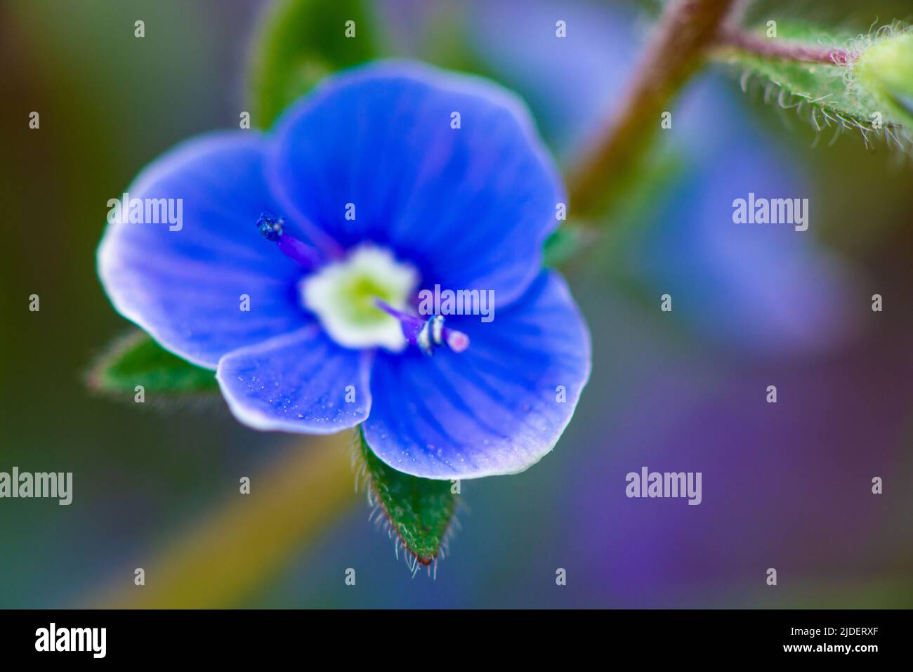 Blue periwinkle flowers on green leaves background. High quality photo ...