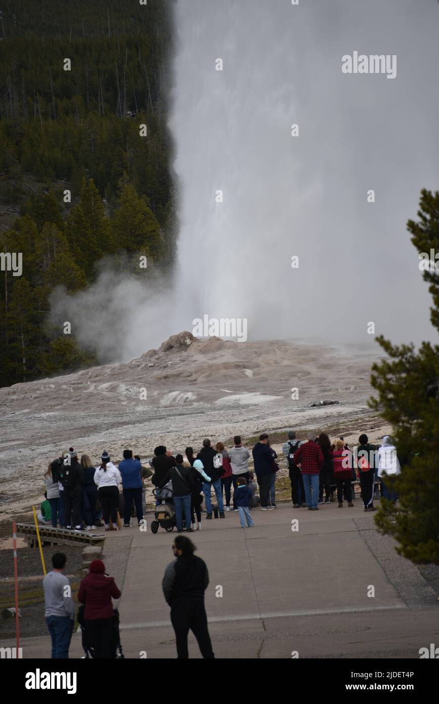 Yellowstone National Park. USA. 5/21-26/2022. Old Faithful Geyser ...