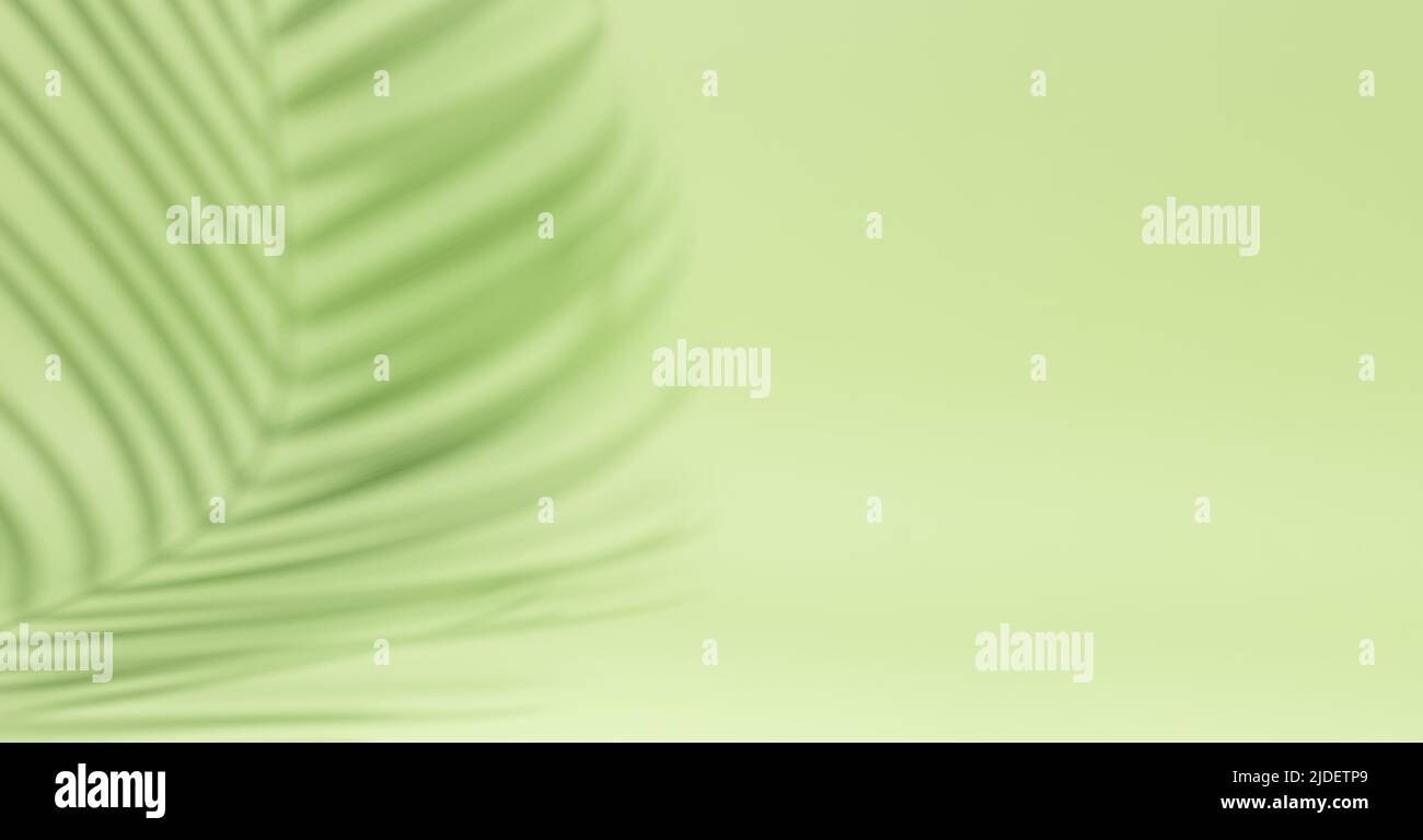 Horizontal banner with natural palm shadows on green wall. Floral ...