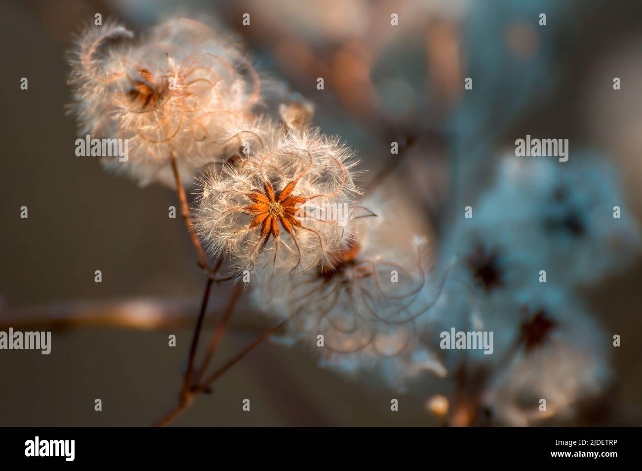 Petal of a withered flower hi-res stock photography and images - Alamy