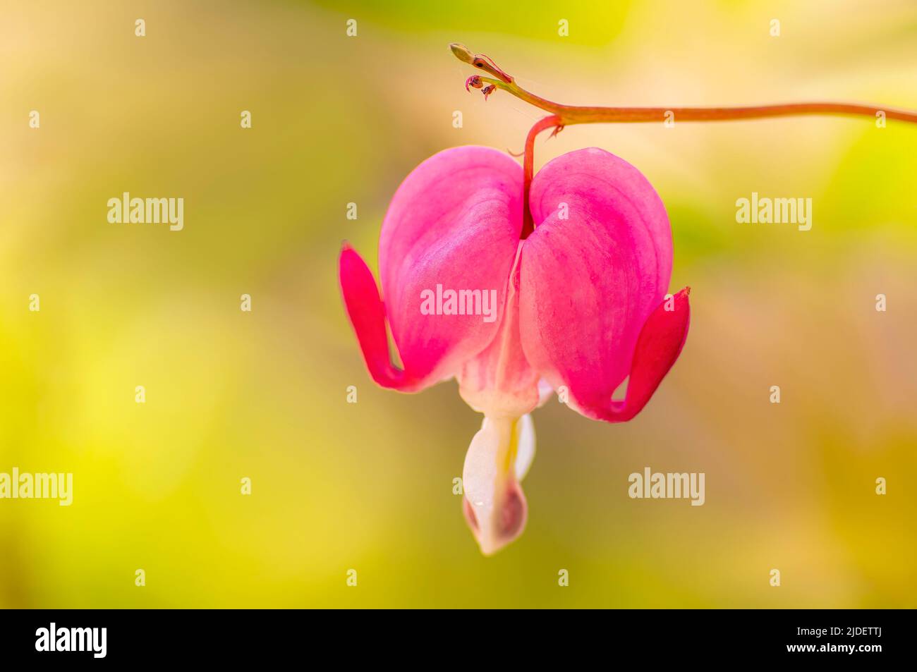 Heart blossom hi-res stock photography and images - Alamy