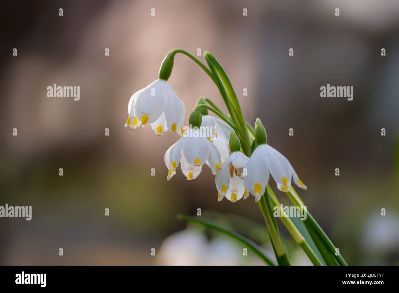 a blossom of a snowdrop in spring Stock Photo - Alamy