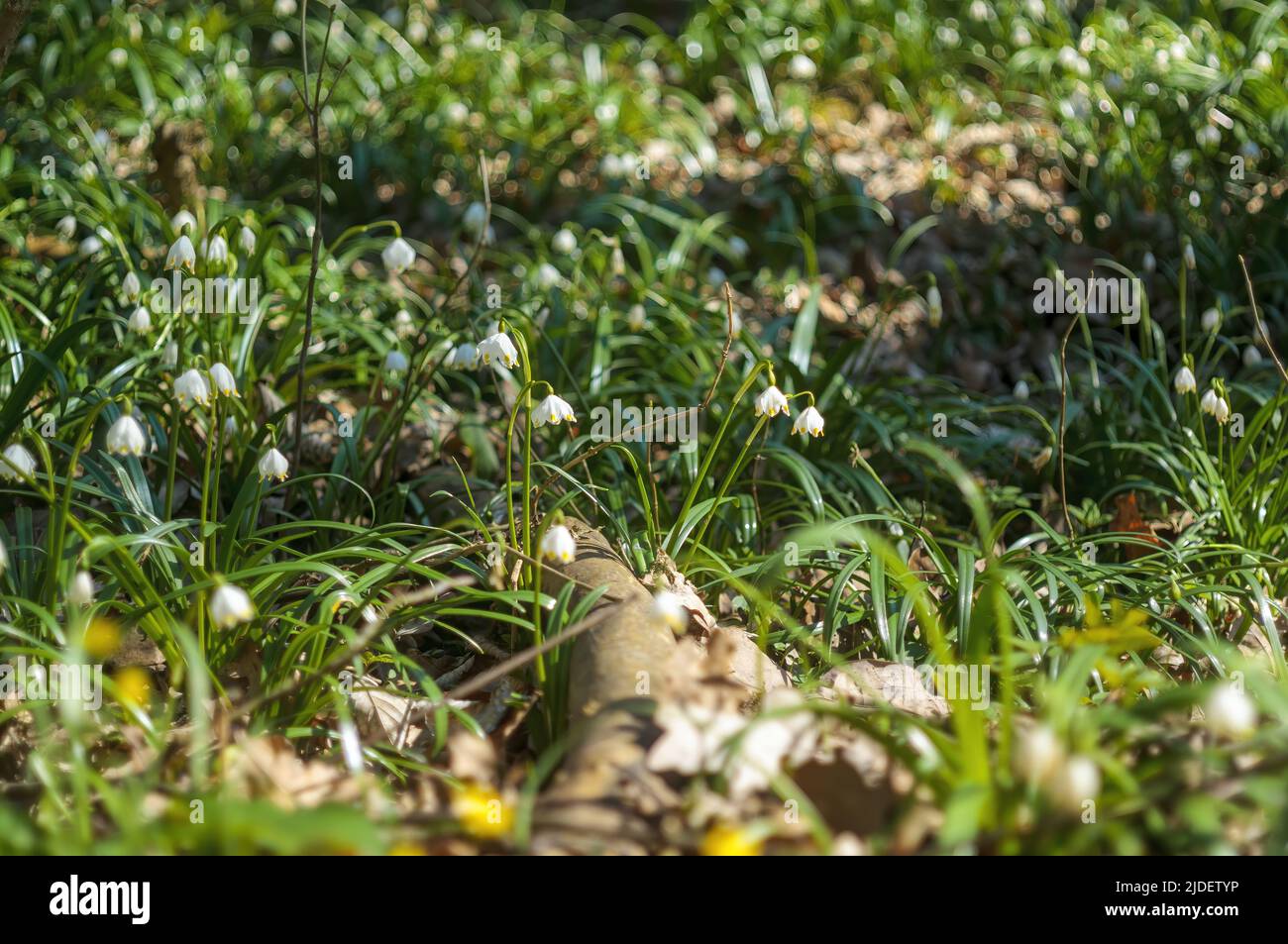 a blossom of a snowdrop in spring Stock Photo - Alamy