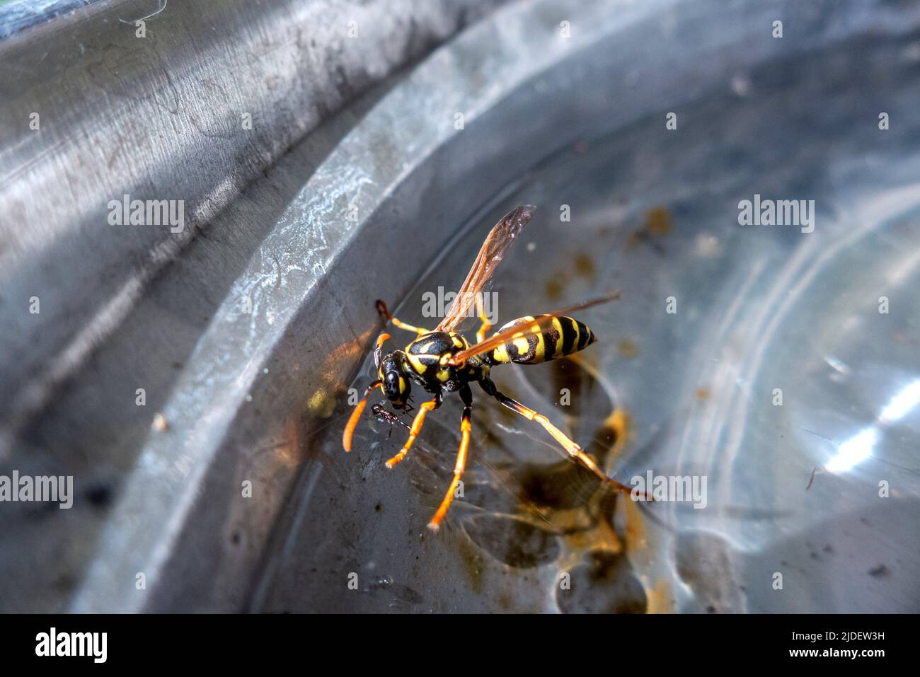 Tuscany, Italy, June 14th 2022: Wasp drinking water from a bowl Stock ...