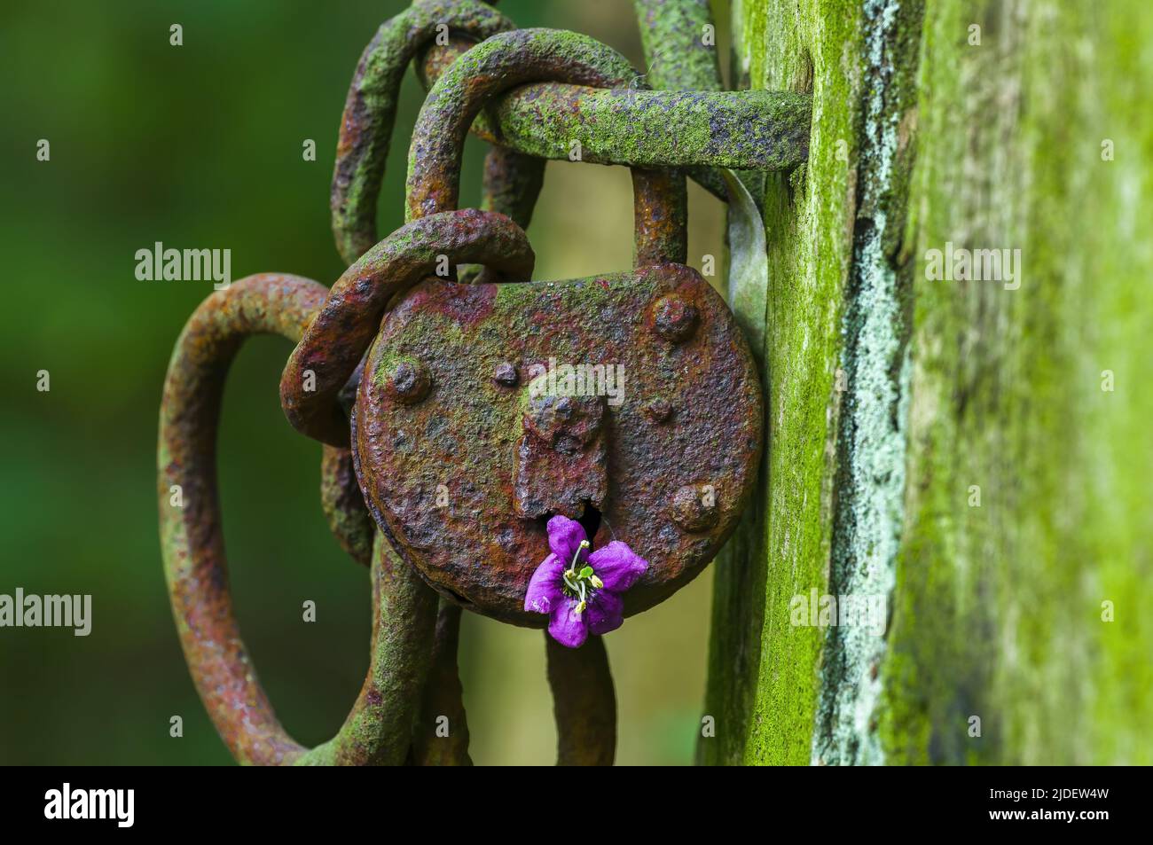 a rusted lock with a purple flower in a forest Stock Photo - Alamy