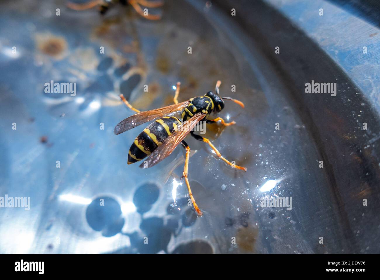 Tuscany, Italy, June 14th 2022: Wasp drinking water from a bowl Stock ...