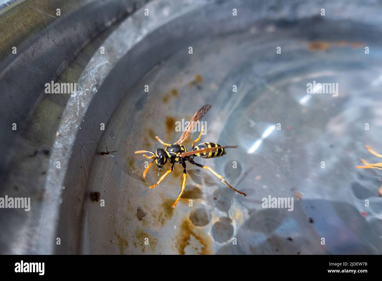 Tuscany, Italy, June 14th 2022: Wasp drinking water from a bowl Stock ...