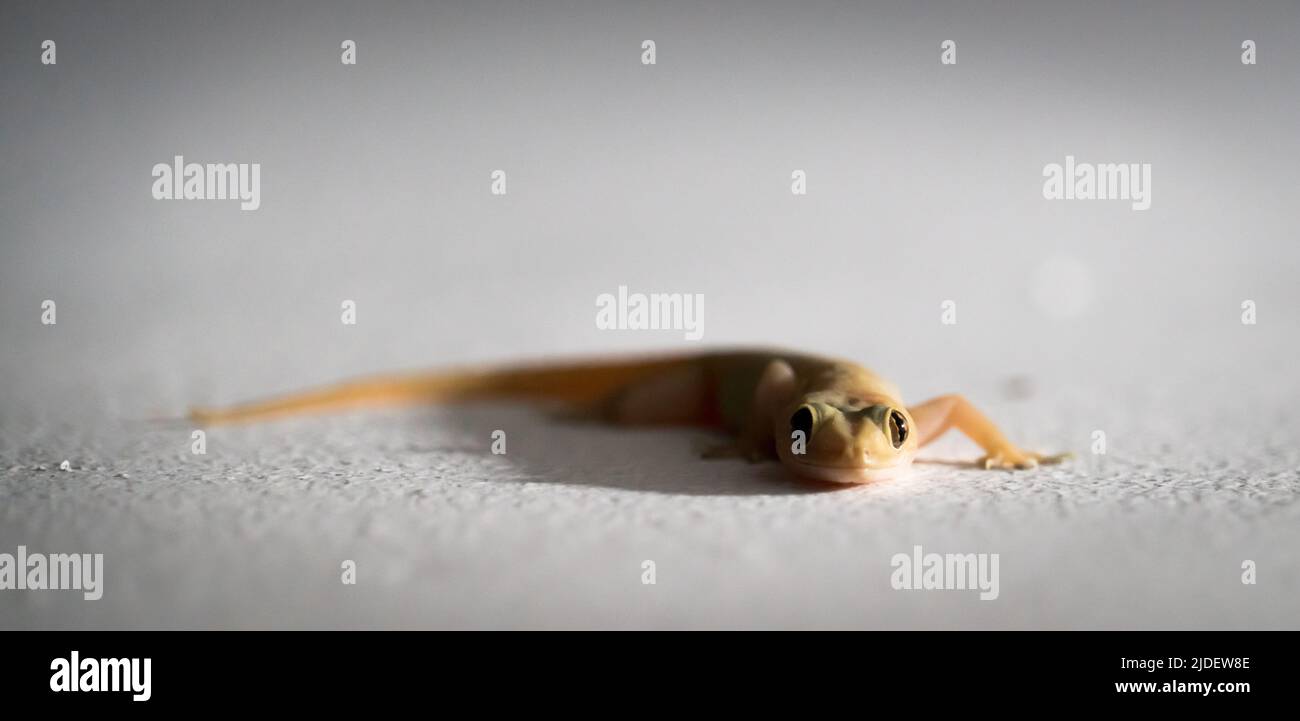 house lizard isolated on white background with drop shadow Stock Photo ...