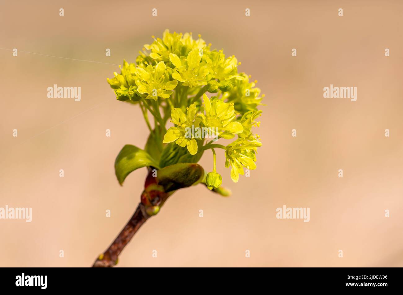 Blossoming maple tree hi-res stock photography and images - Alamy