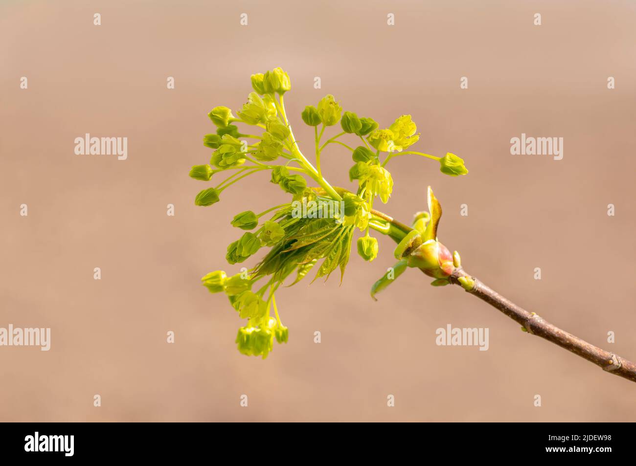 several blossoms on a branch of an maple tree Stock Photo - Alamy