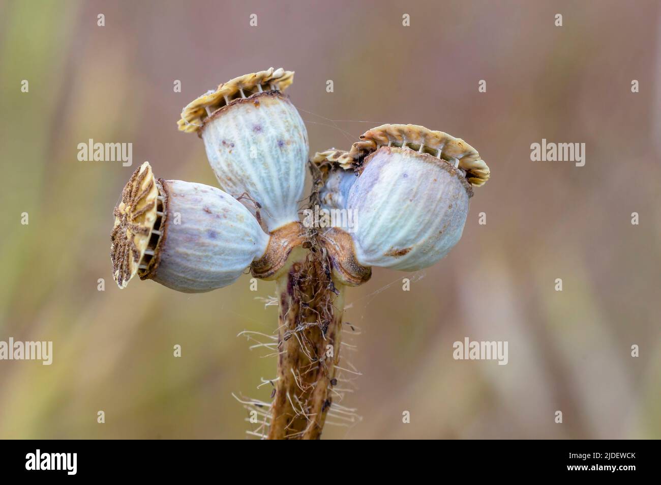 a withered poppy flower on a meadow Stock Photo - Alamy