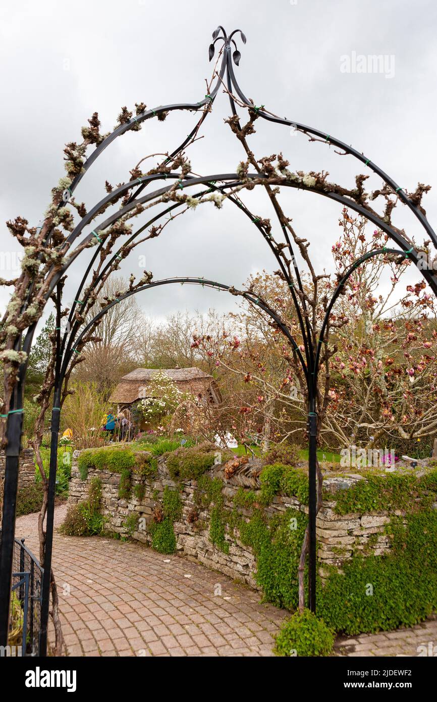 Grape vine trained on an onrnamental wrought-iron garden arch in the ...